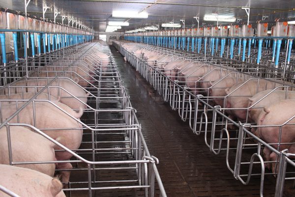 ฟาร์มสุกร | Saeng Thong Saha Farm (STF)